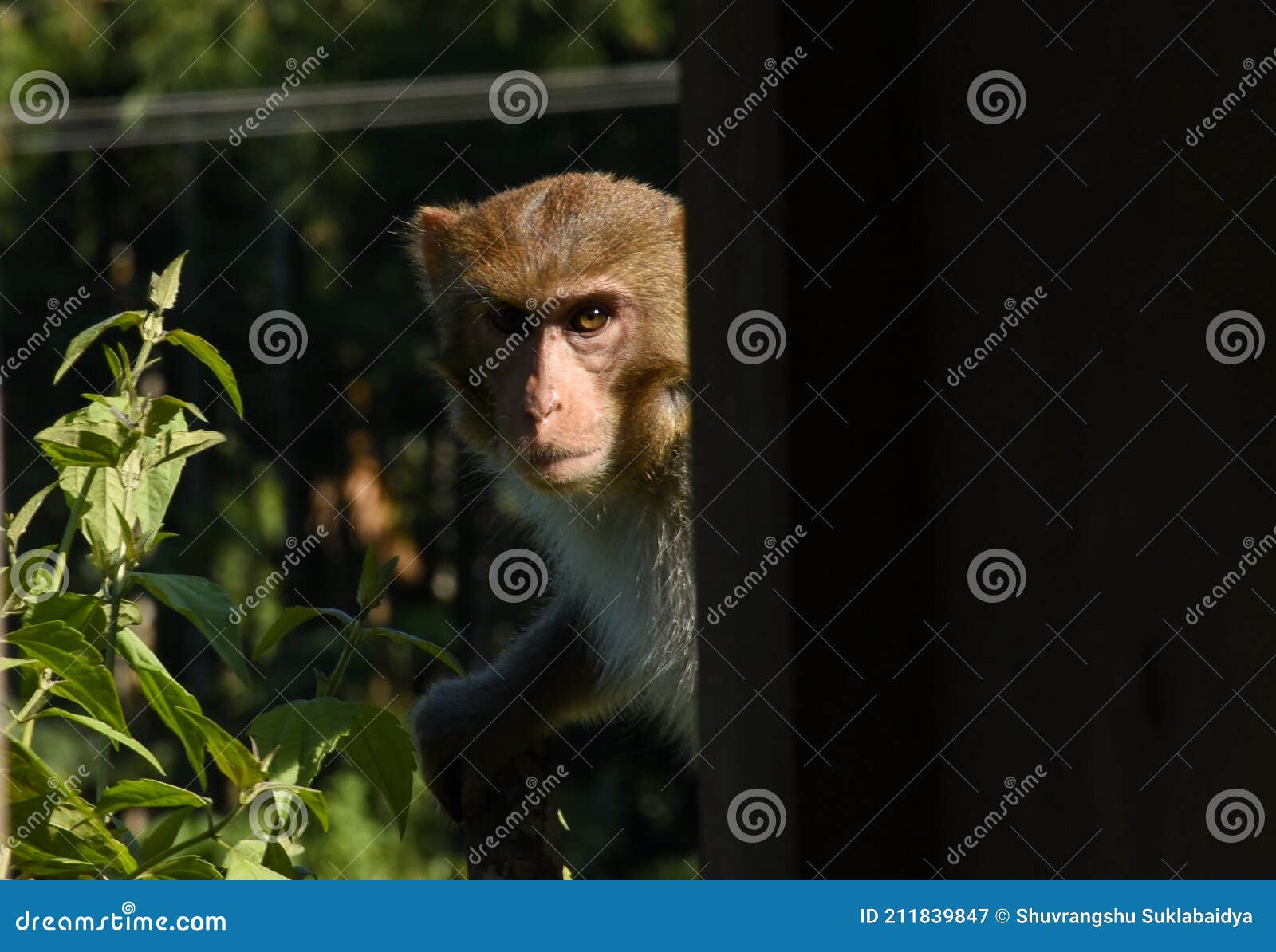 Angry Macaque Monkey Royalty-Free Stock Image | CartoonDealer.com #3897172
