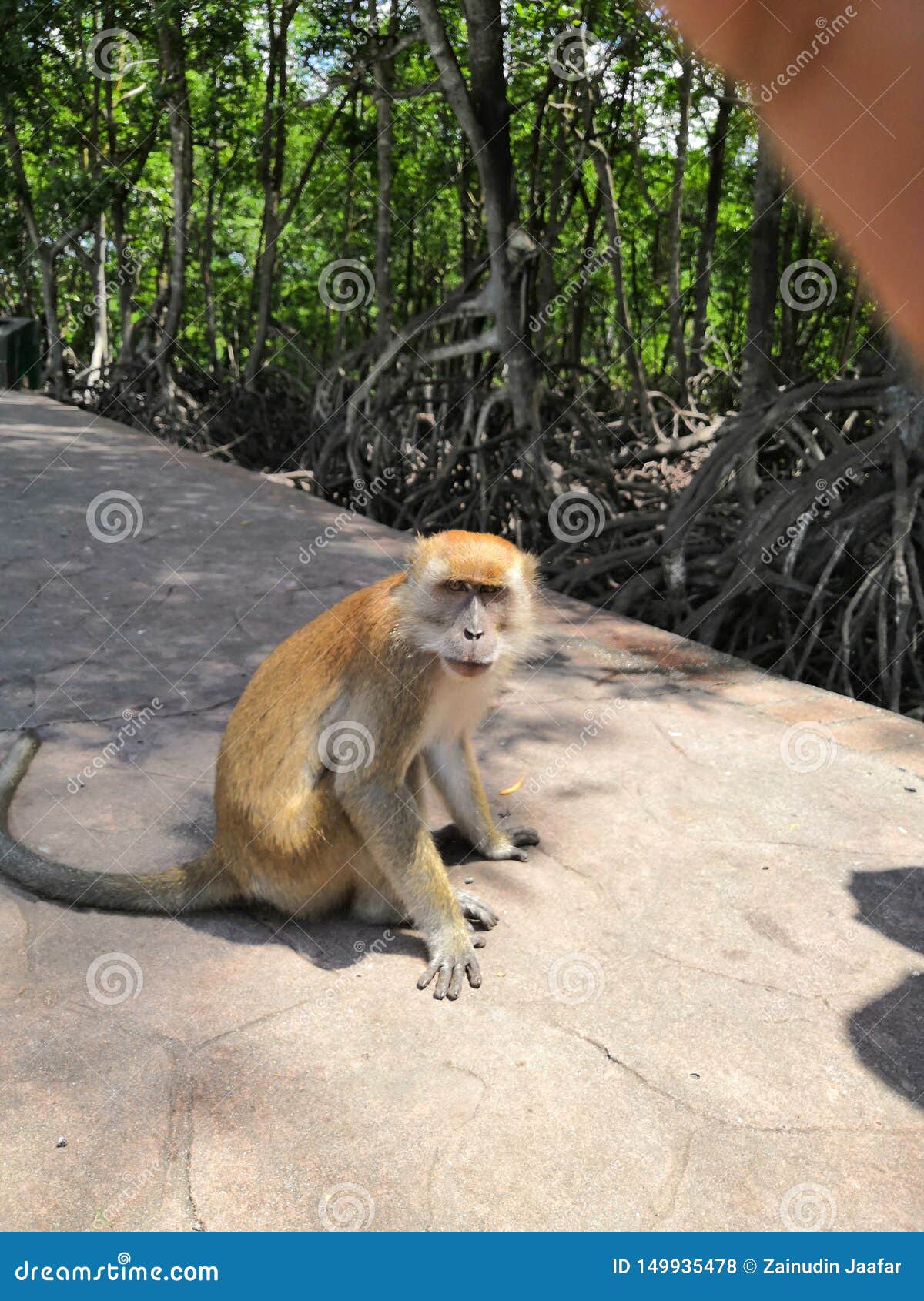 An angry monkey stock photo. Image of monkeys, monkey - 149935478