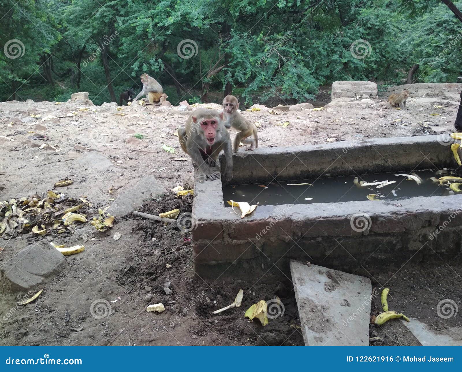 Angry Monkey stock photo. Image of angry, shows, monkey - 122621916