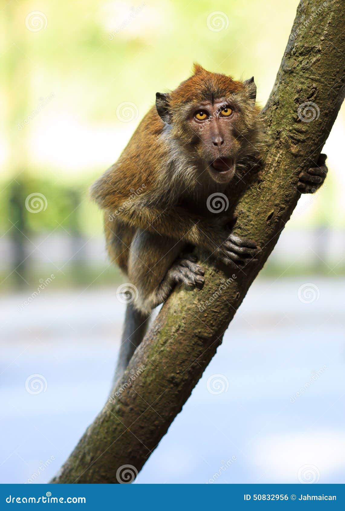 Angry Monkey stock photo. Image of nature, face, looking - 50832956