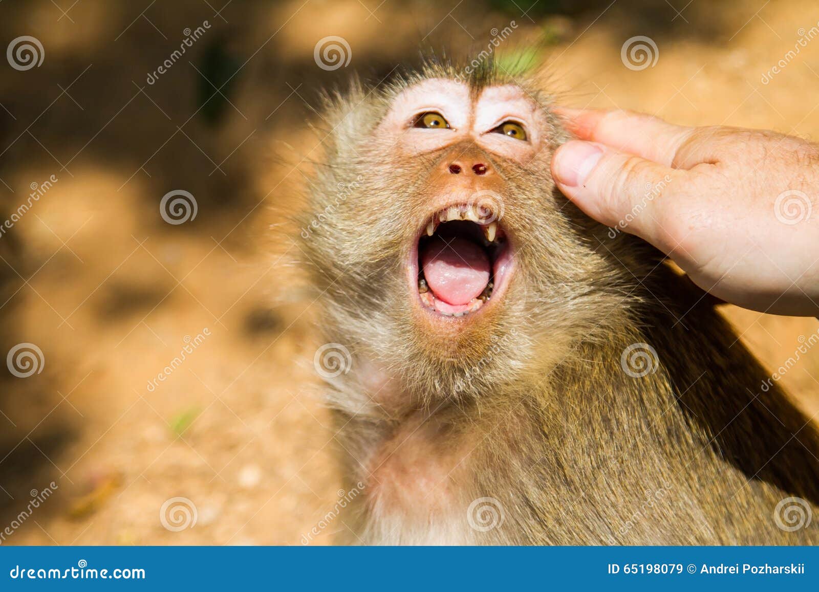 Angry Monkey In A Cage Stock Image | CartoonDealer.com #37391863