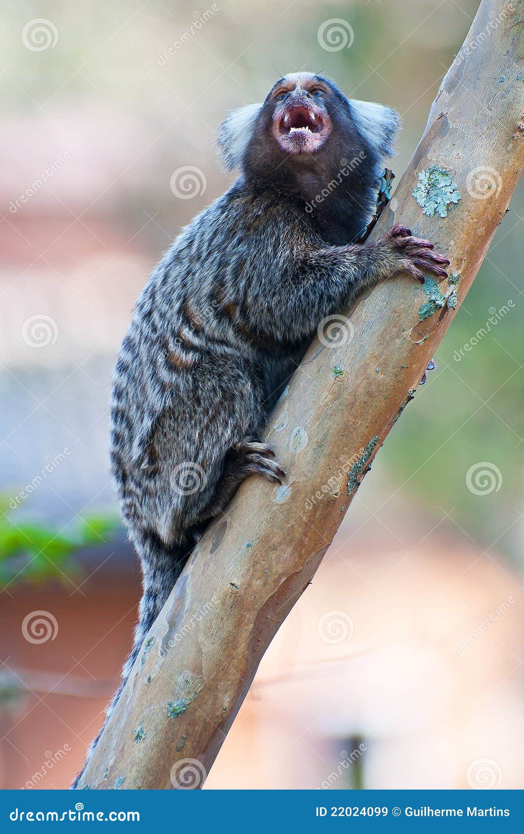 Angry monkey on tree stock image. Image of scream, tree - 22024099