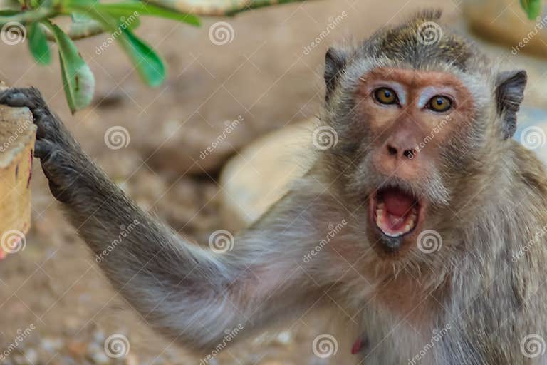 An Angry Monkey when it Was Disturbed by Human Stock Image - Image of ...