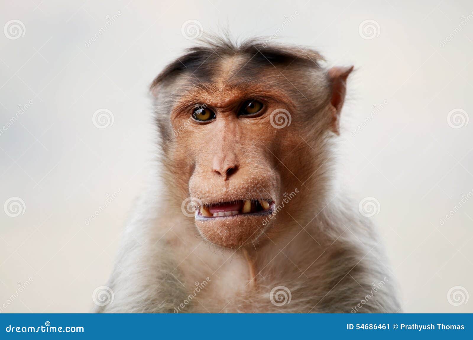 Angry Monkey stock image. Image of closeup, angry, monkey - 54686461
