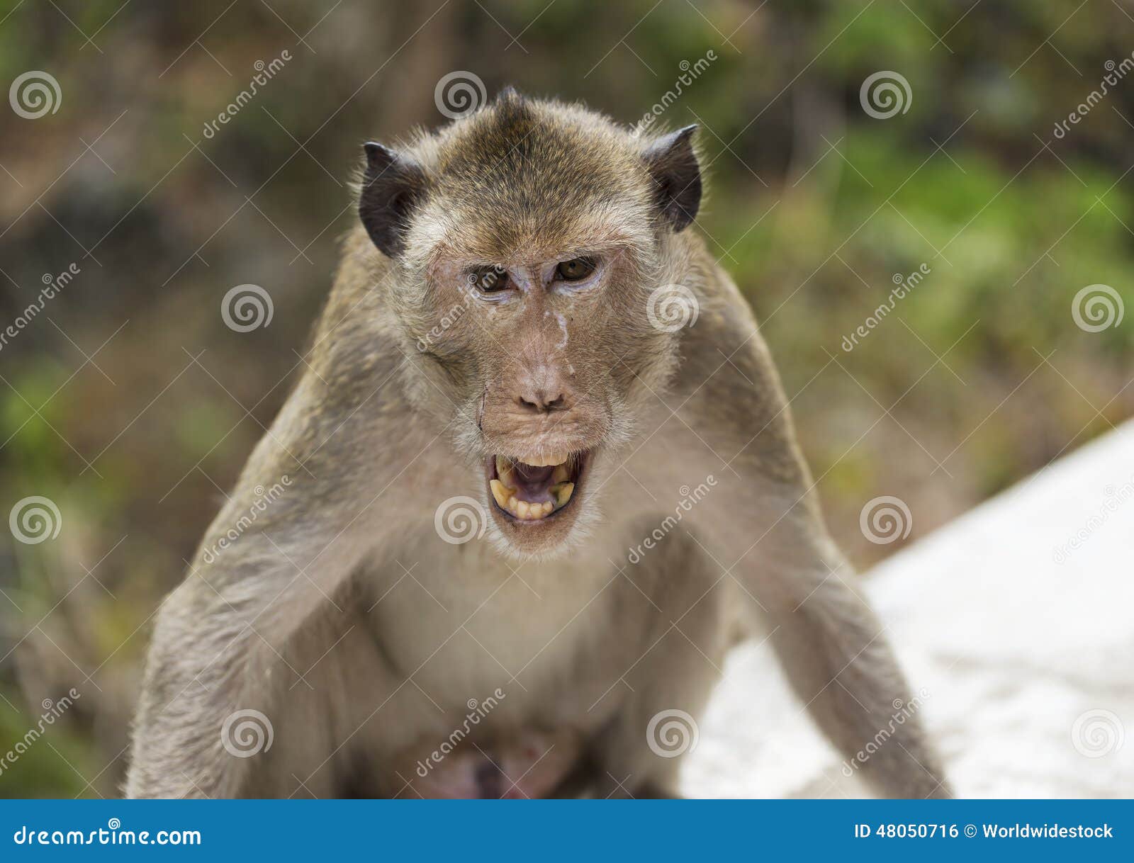 Angry Macaque Monkey Royalty-Free Stock Image | CartoonDealer.com #3897172