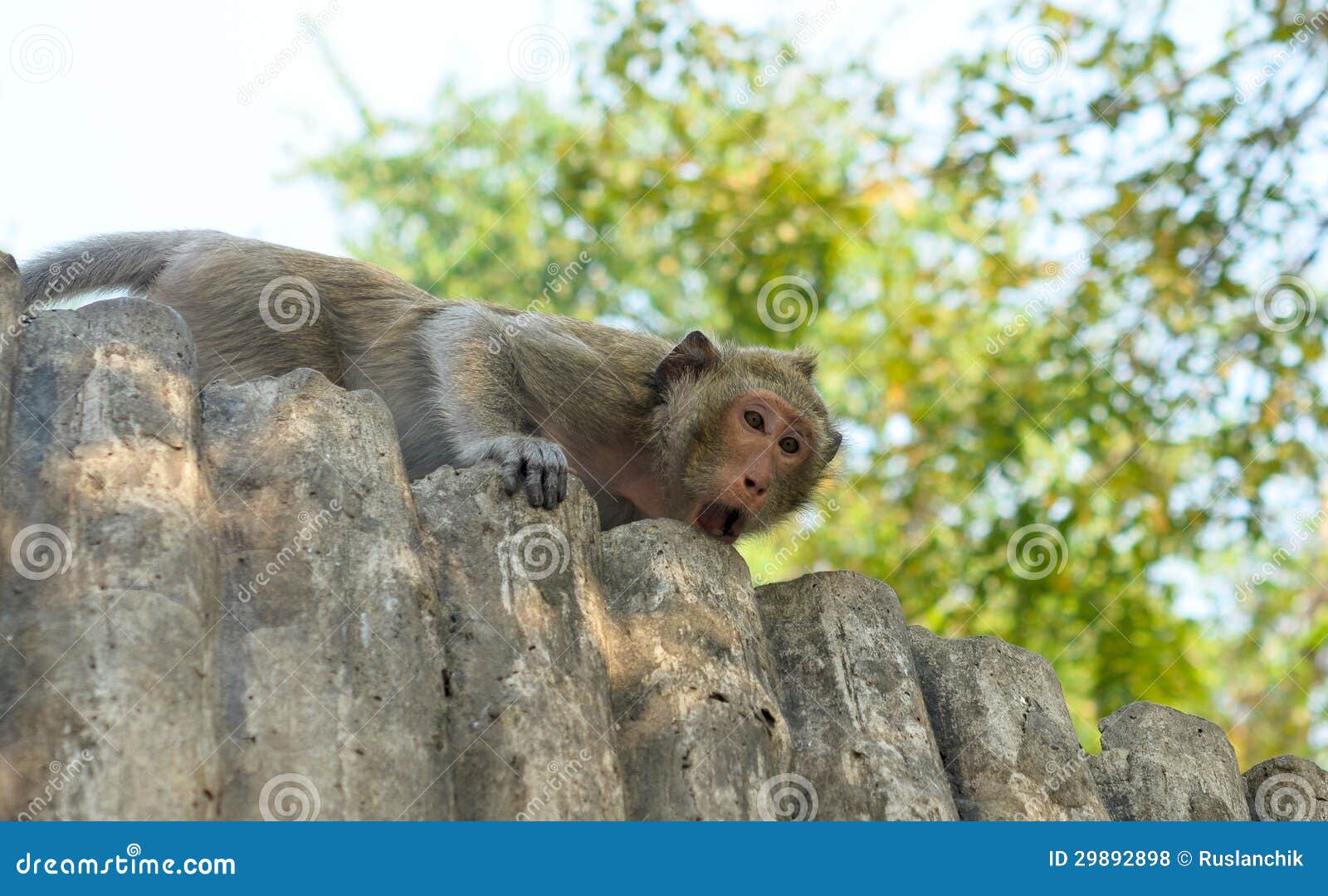Angry monkey stock photo. Image of speechless, gape, macaque - 29892898