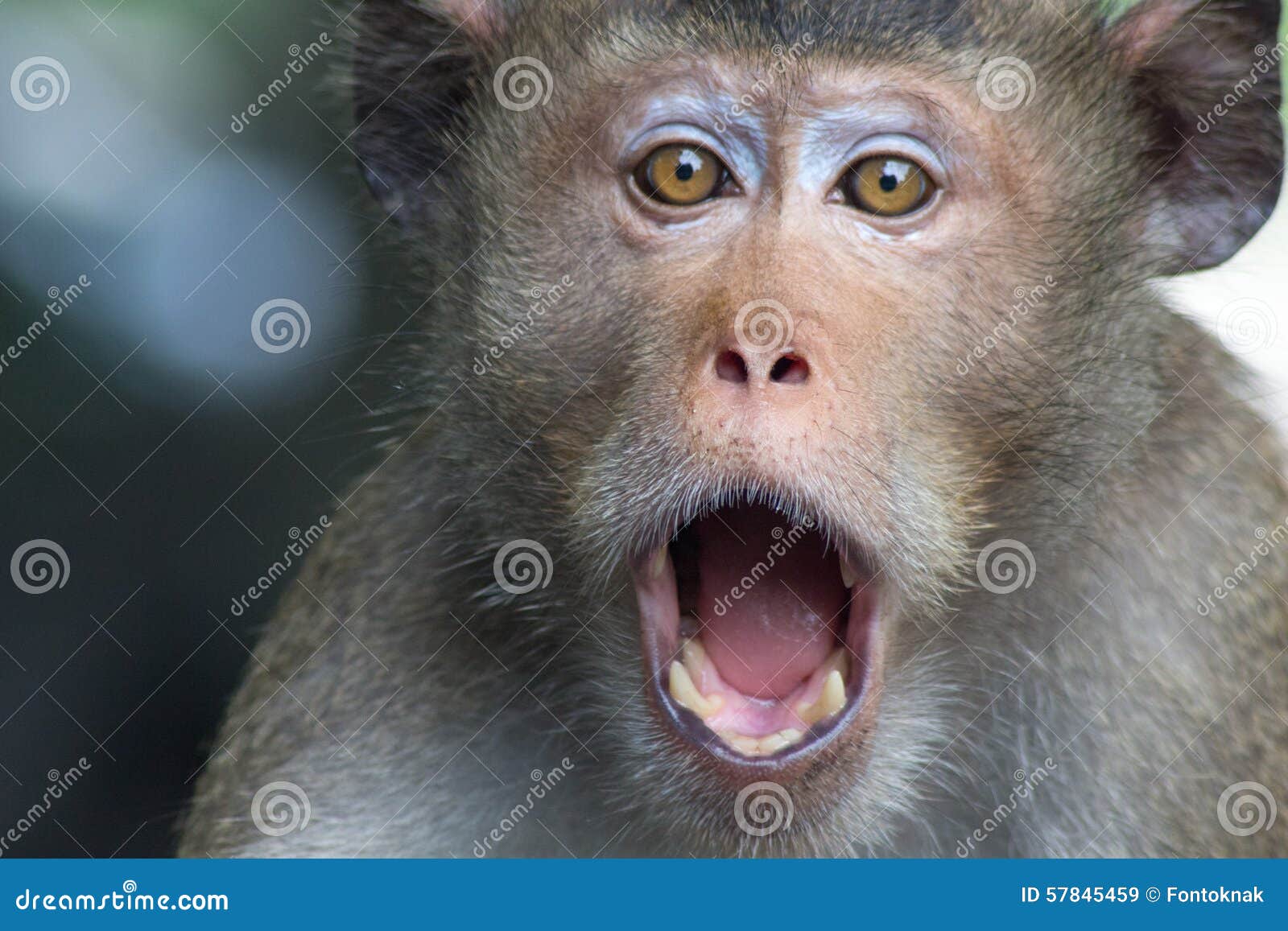 Angry monkeys stock image. Image of funny, cute, tropical - 57845459