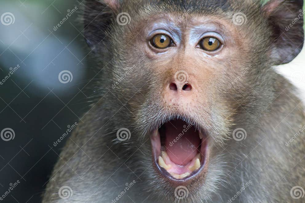 Angry monkeys stock image. Image of funny, cute, tropical - 57845459