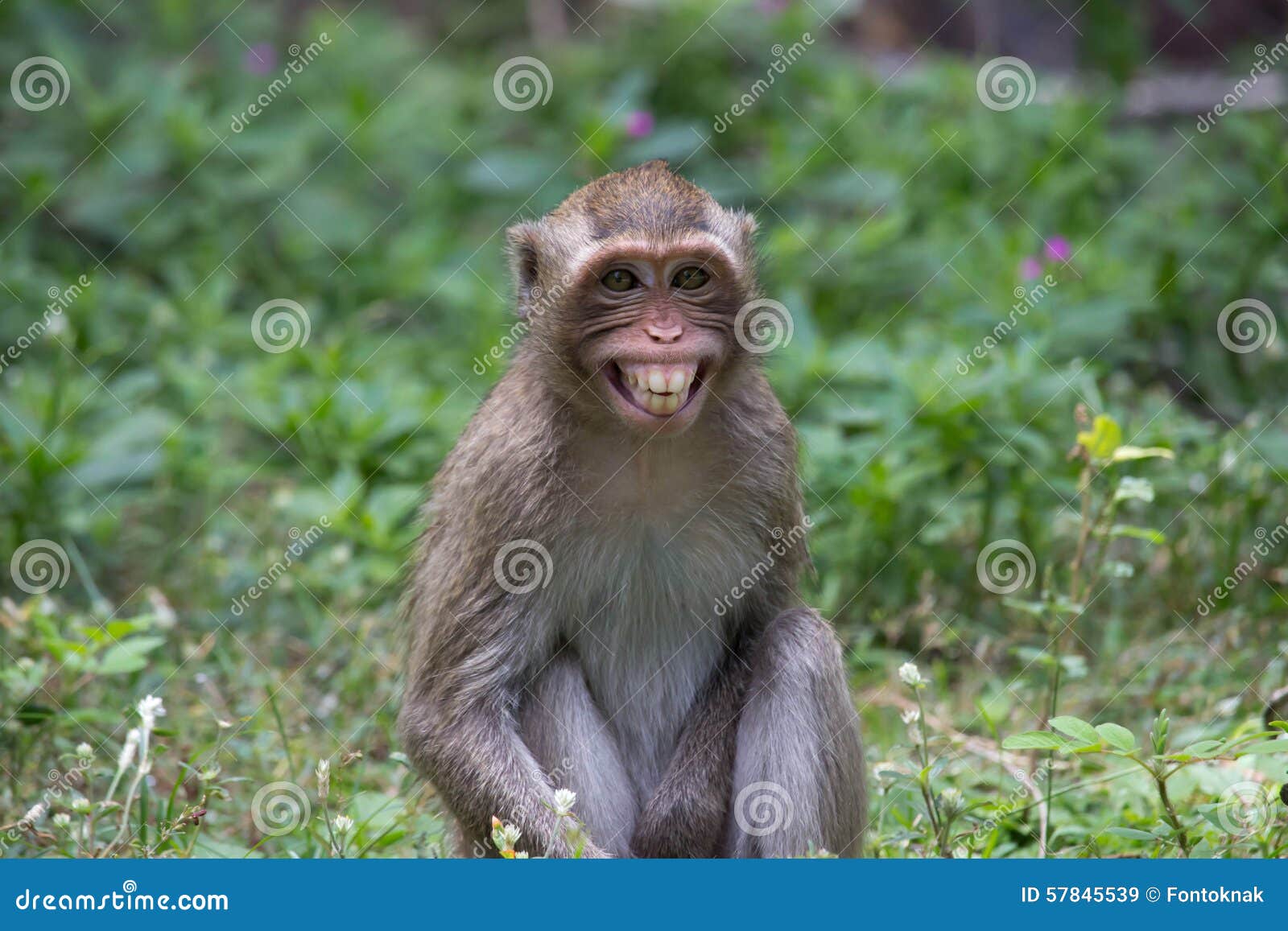 Angry monkeys stock image. Image of real, tropical, monkey - 57845539