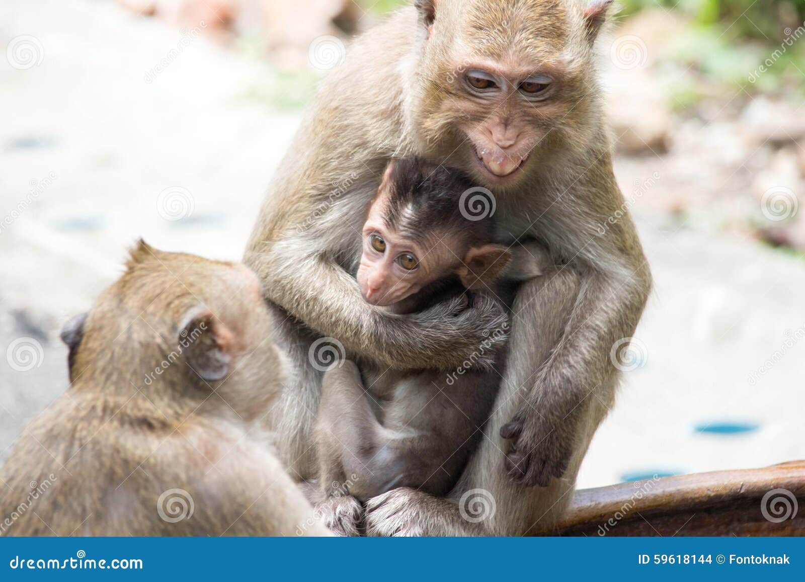 Angry monkeys stock photo. Image of natural, crab, real - 59618144