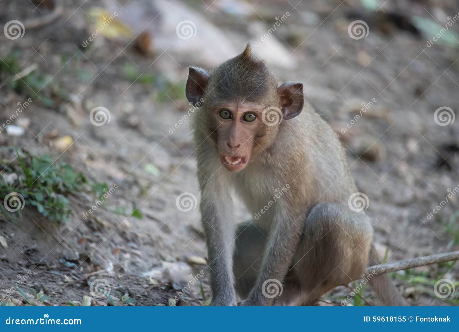 Angry monkeys stock image. Image of angry, crab, funny - 59618155