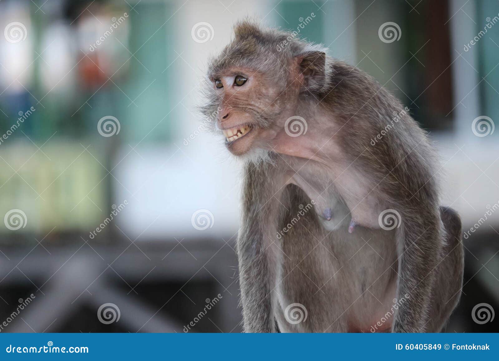 Angry monkeys stock image. Image of monkey, crab, real - 60405849