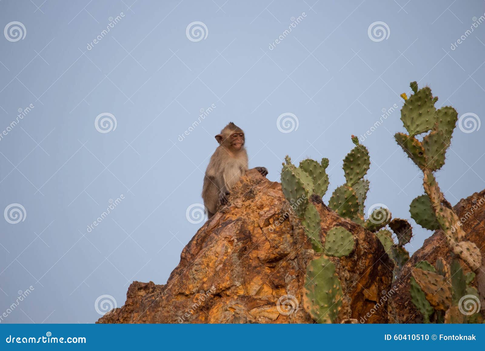 Angry monkeys stock photo. Image of real, crab, tropical - 60410510