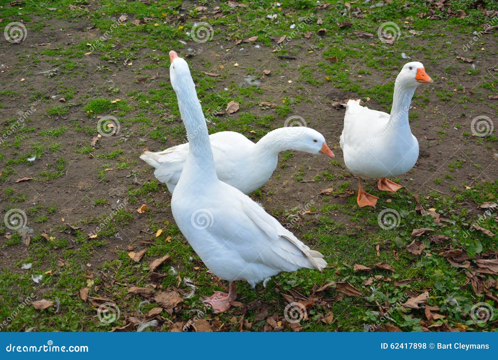 Angry Moon Goose Stock Photos - Free & Royalty-Free Stock Photos from ...
