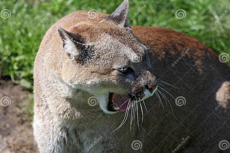 Angry mountain lion stock image. Image of wilderness - 19285739