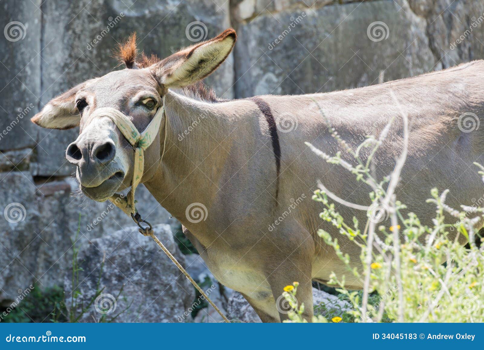 Angry mule stock image. Image of donkey, farm, expression - 34045183