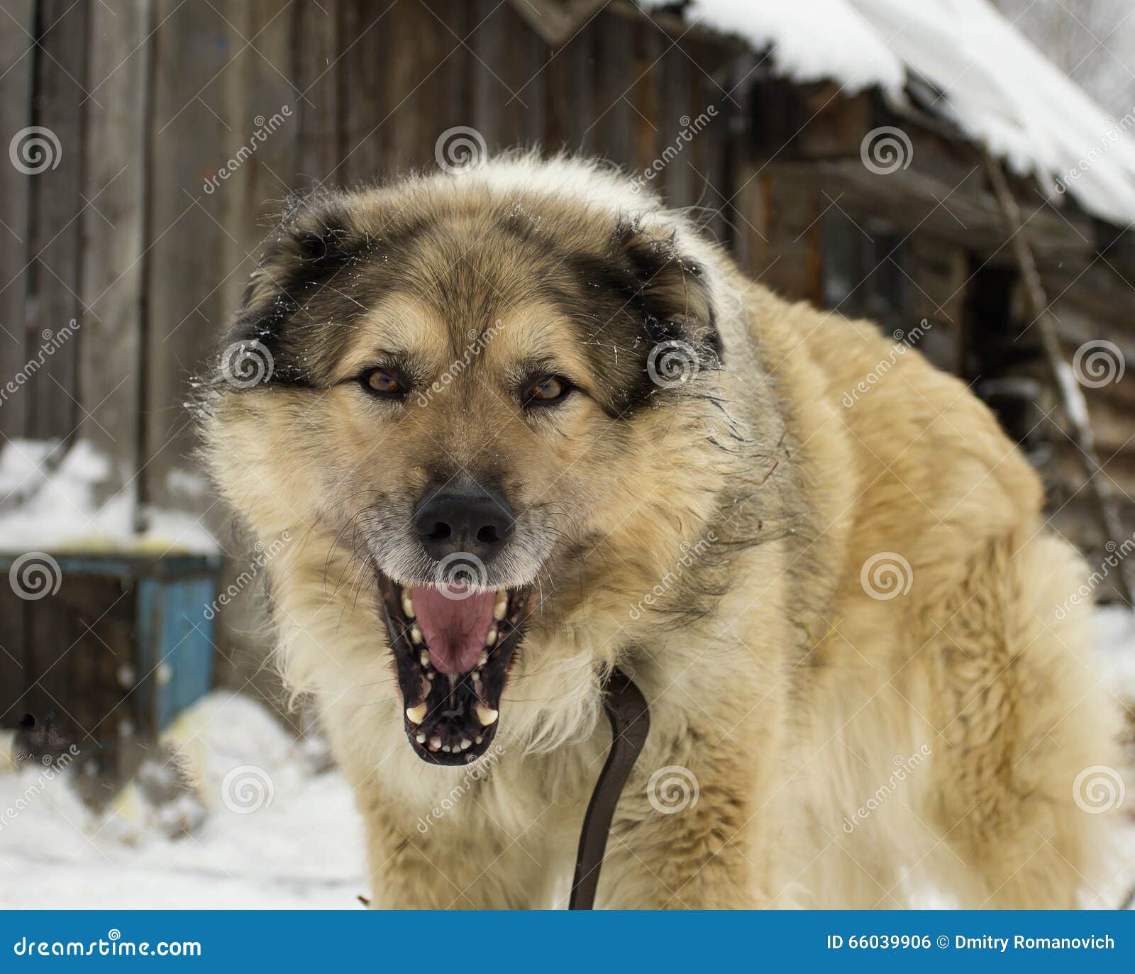 Angry Multibred Dog Barking Stock Photo - Image of backyard, open: 66039906