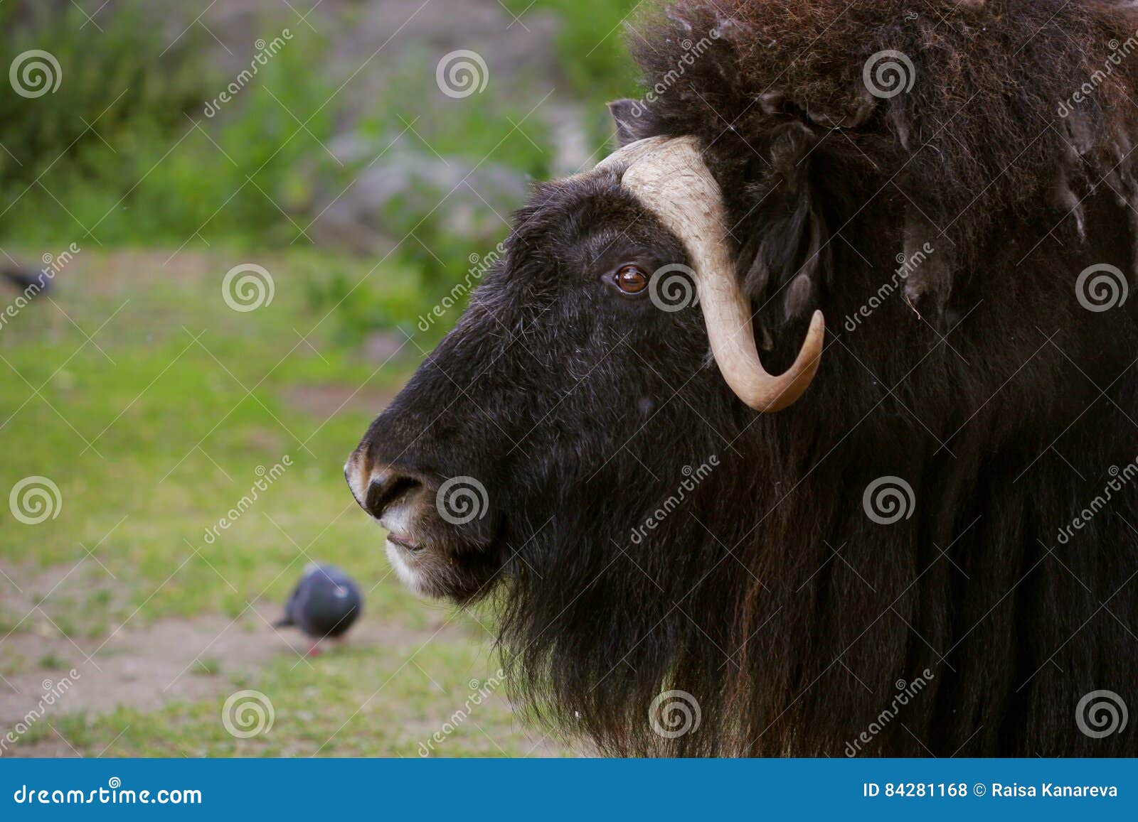Angry Musk Ox with Big Horns Stock Photo - Image of horned, forest ...