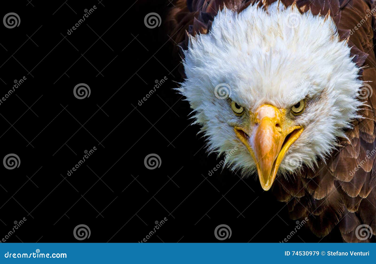 Angry North American Bald Eagle On Black Background Royalty-Free Stock ...