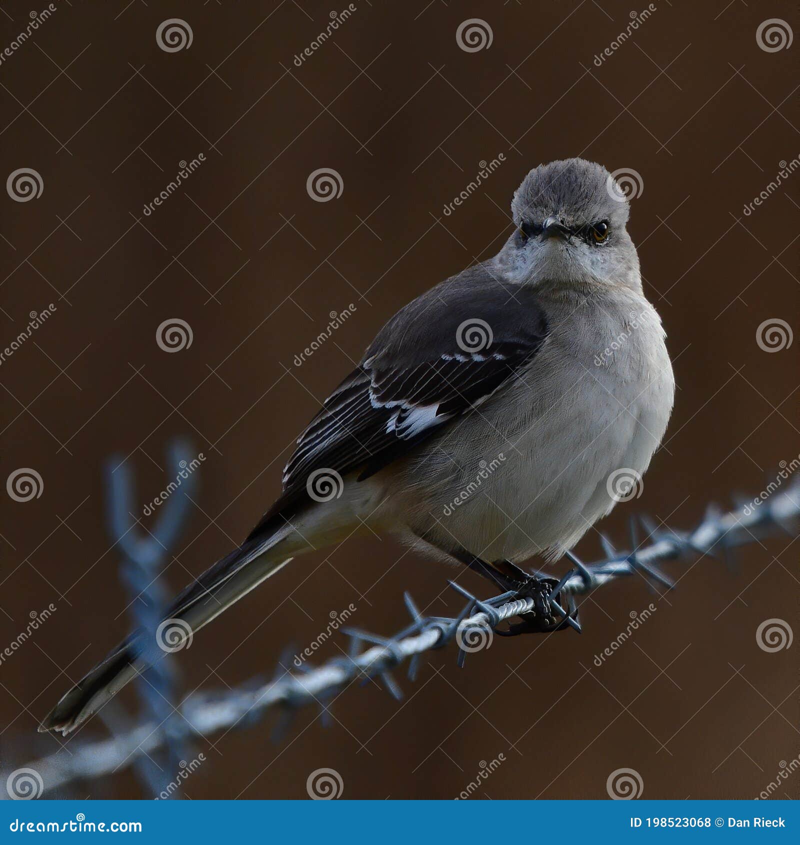 Angry Northern Mocking Bird Stock Photo - Image of hummingbird, blue ...