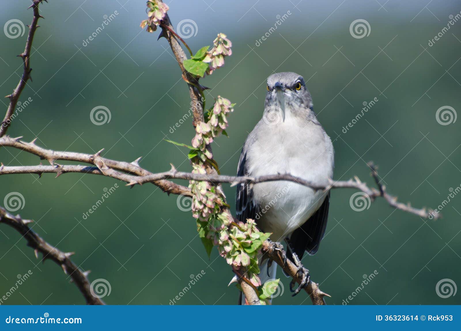 Angry Northern Mockingbird Perched in a Tree Stock Photo - Image of ...
