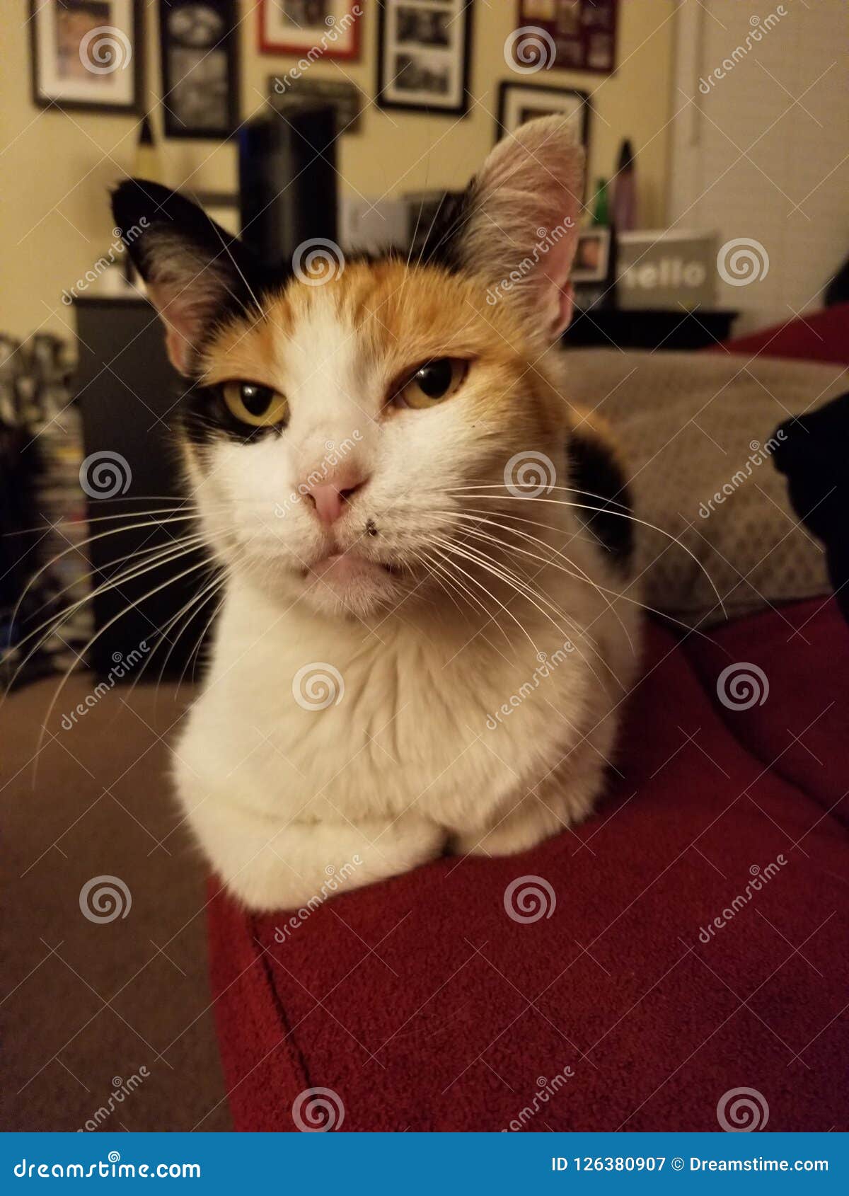 Angry old cat stock image. Image of annoyed, animal - 126380907