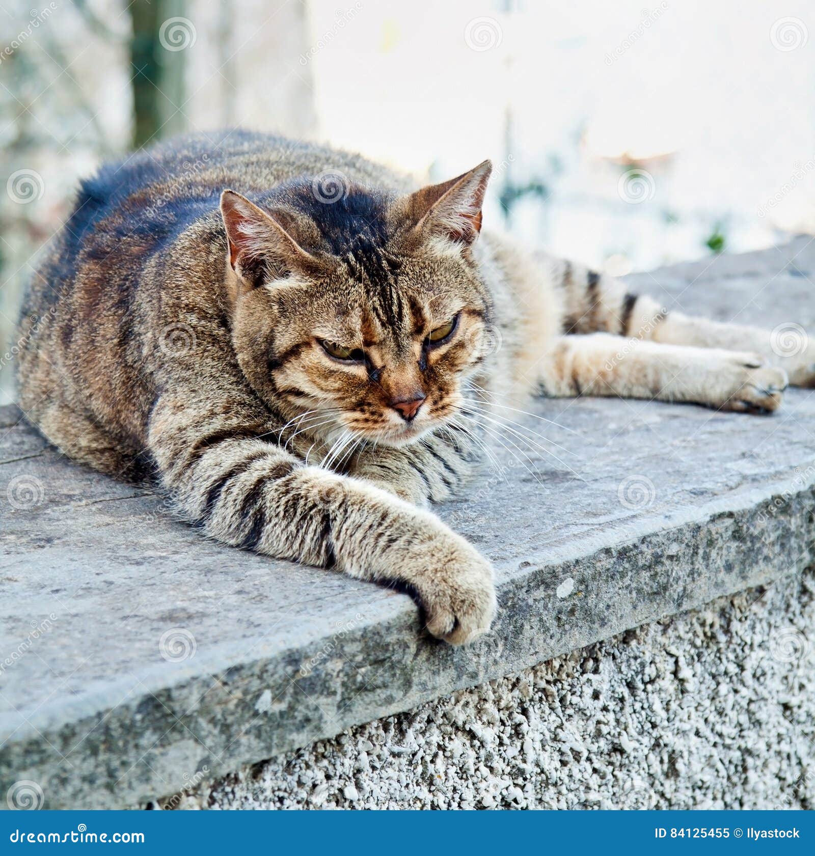 Grey Tabby Cat Looking Angry Stock Images - Download 443 Royalty Free ...