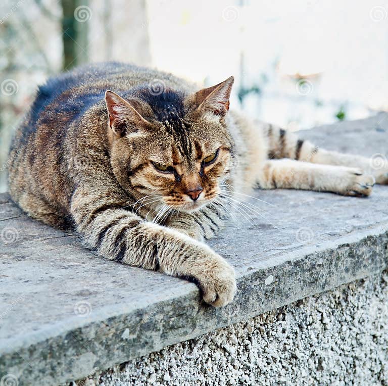 Angry old tired tabby cat stock image. Image of eyes - 84125455