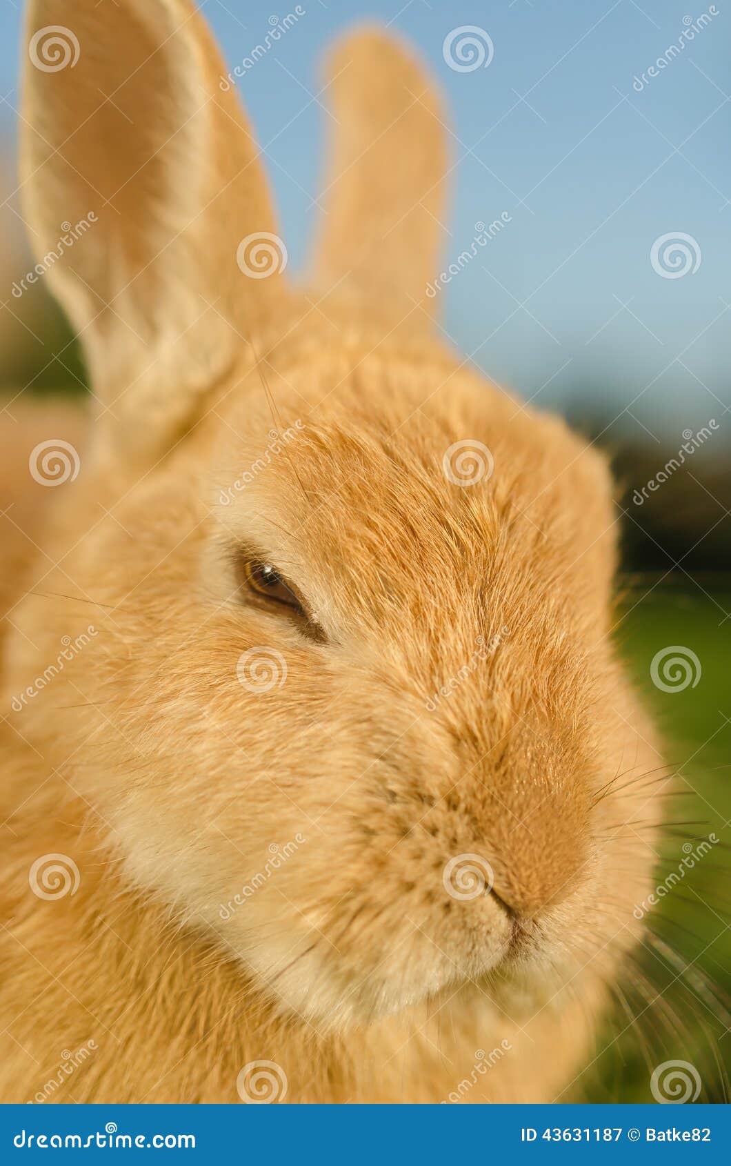 Angry Rabbit Stock Photo | CartoonDealer.com #30932508