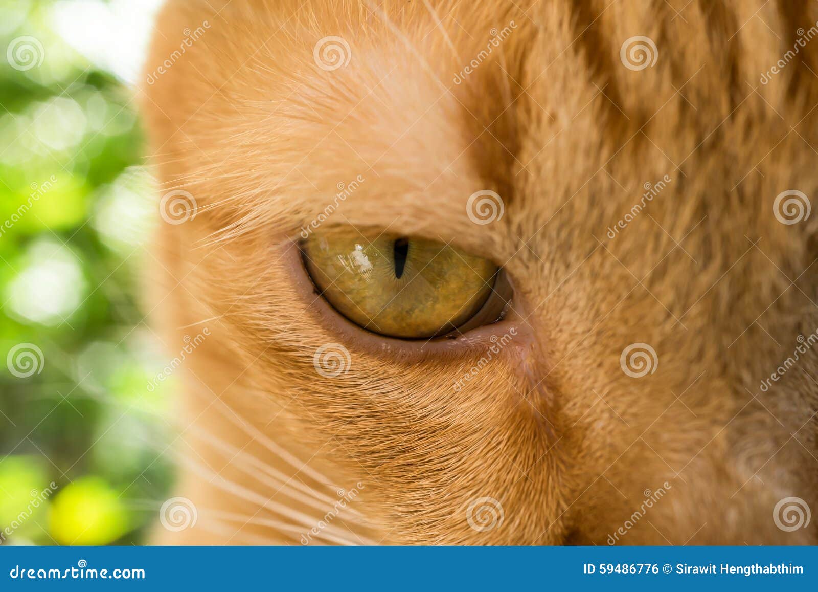 Angry Orange Eye Cat Look You Photos - Free & Royalty-Free Stock Photos ...