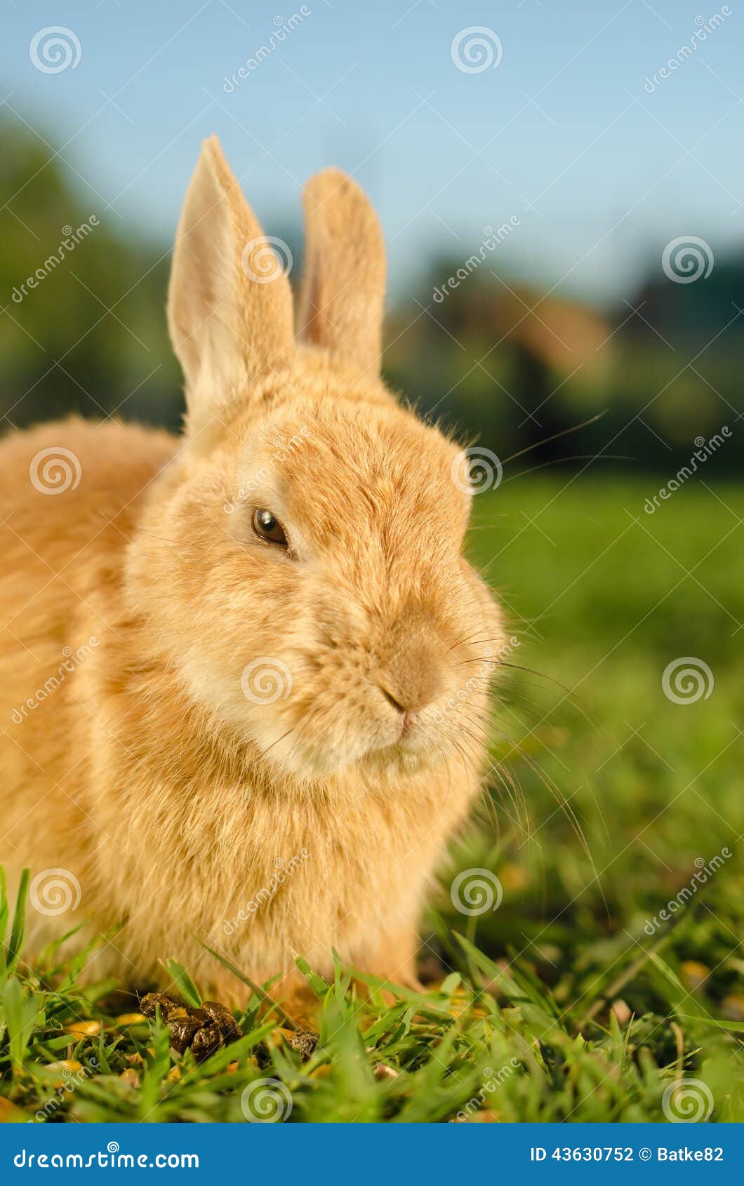 Angry Rabbit Stock Photo | CartoonDealer.com #30932508