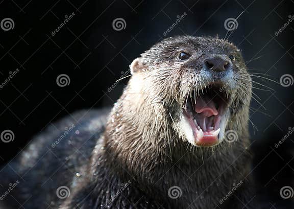 Angry Otter stock photo. Image of face, cinerea, mammal - 19049668