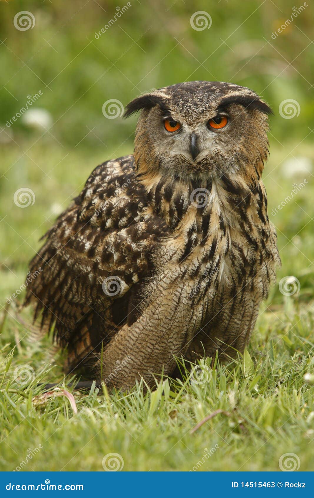 Angry Owl stock image. Image of black, bird, animal, wildlife - 14515463