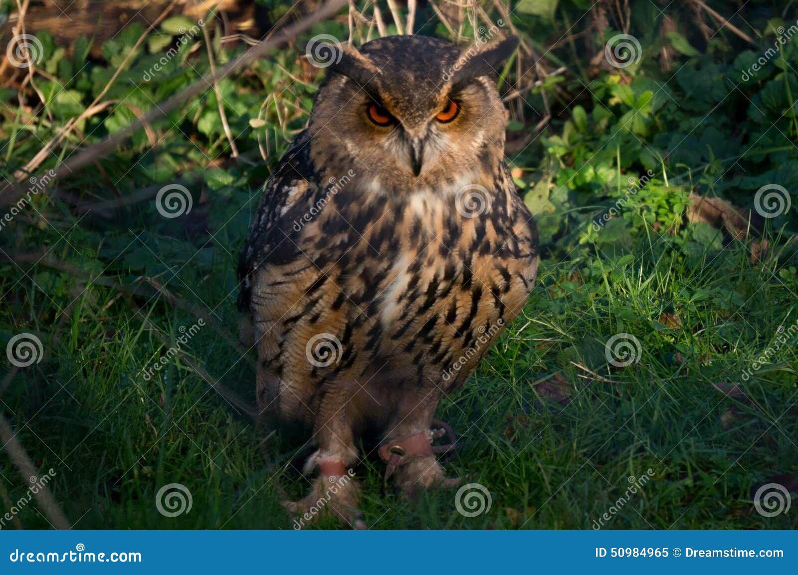 Angry owl stock image. Image of angrily, beautiful, angry - 50984965