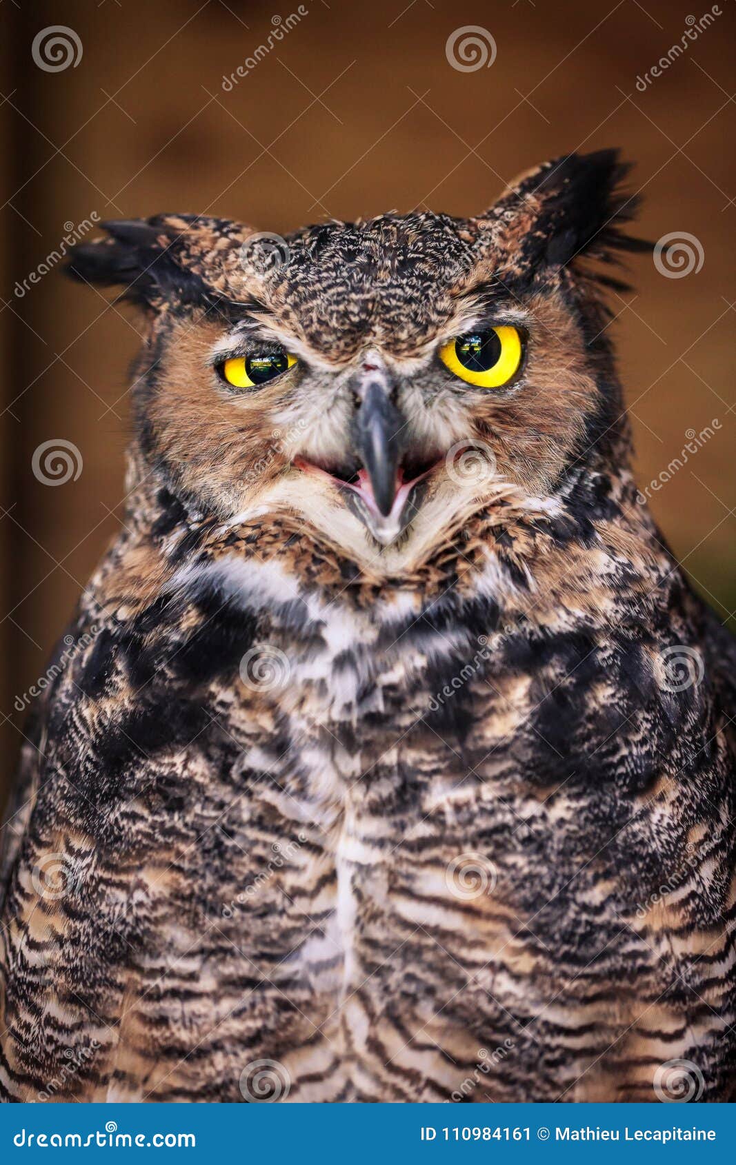 Angry owl close up stock image. Image of crazy, bokeh - 110984161