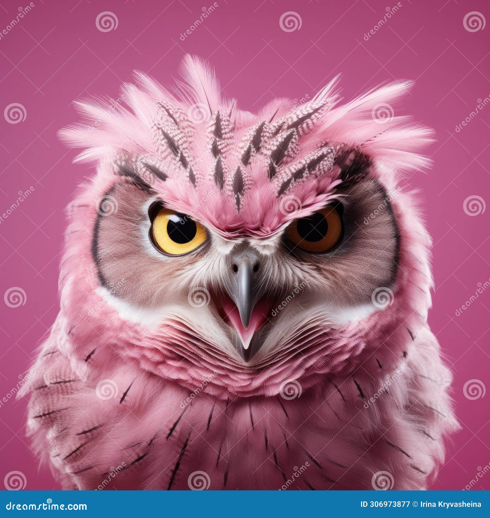An Angry Owl Looking at the Camera Stock Image - Image of feathers ...