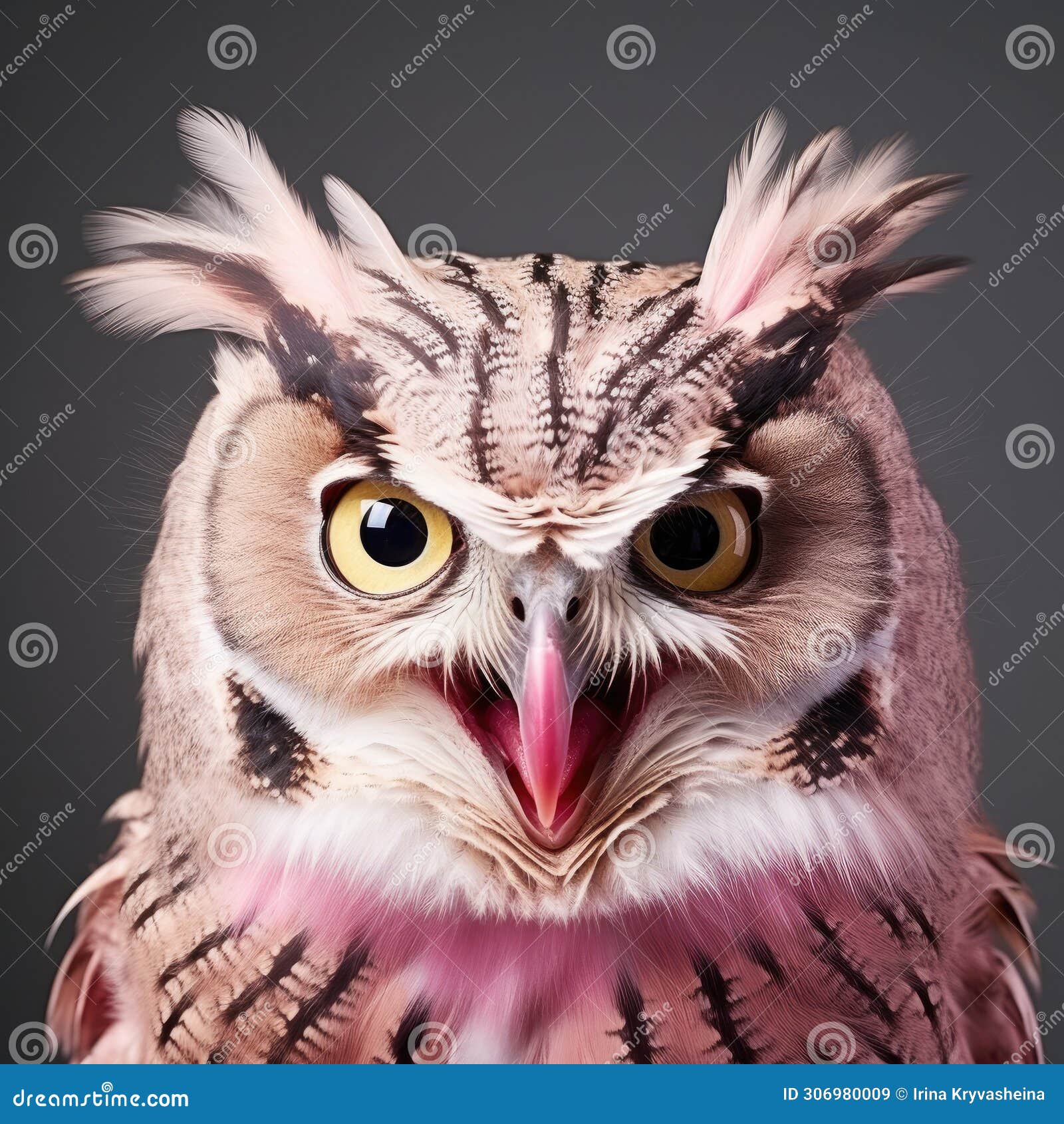 An Angry Owl Looking at the Camera Stock Image - Image of three ...