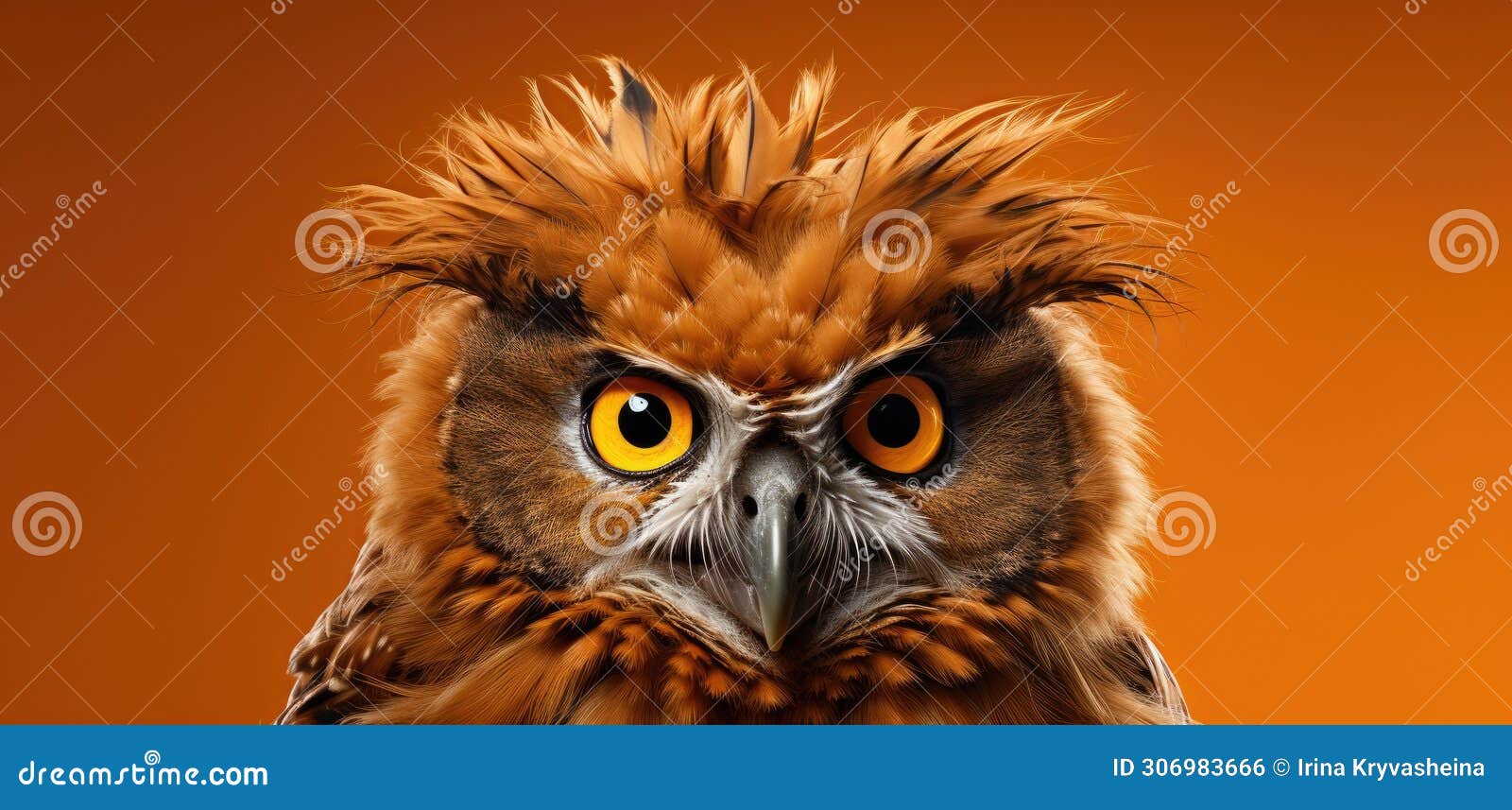 An Angry Owl Looking at the Camera Stock Photo - Image of intense, eyes ...
