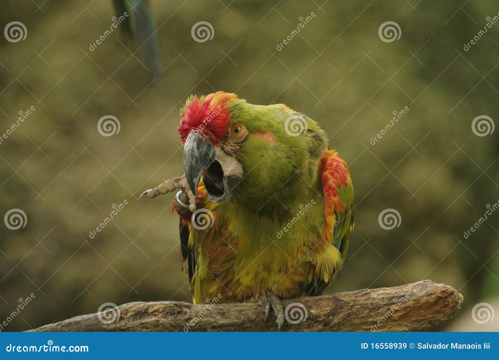Angry Parrot stock image. Image of parrot, perch, shouting - 16558939
