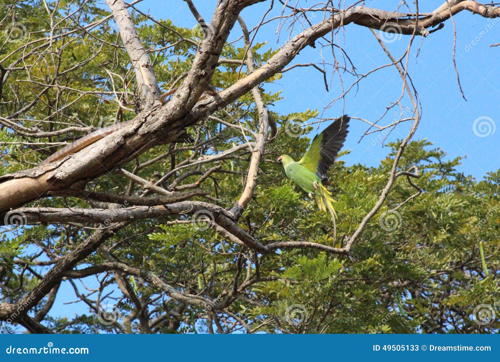 Angry parrot stock image. Image of attacks, birds, woods - 49505133