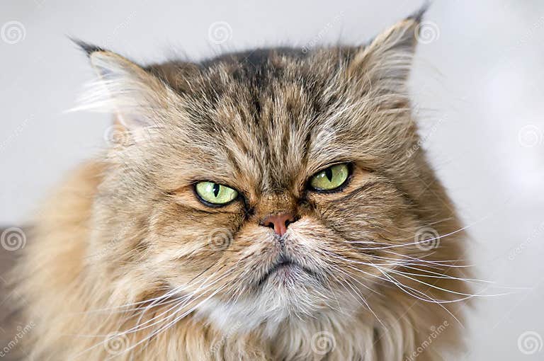 Angry Persian cat stock photo. Image of persian, cute - 14057810