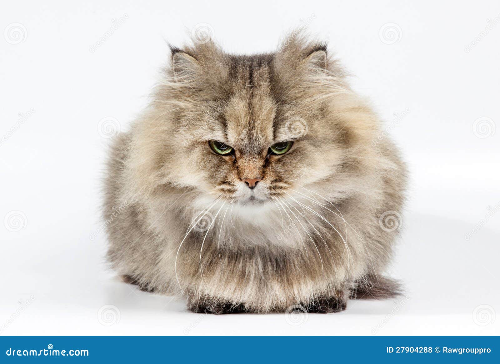 Angry Persian Cat Golden Chinchilla Royalty Free Stock Photos - Image ...