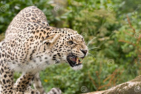 Angry Persian Leopard stock image. Image of feline, growling - 12056265