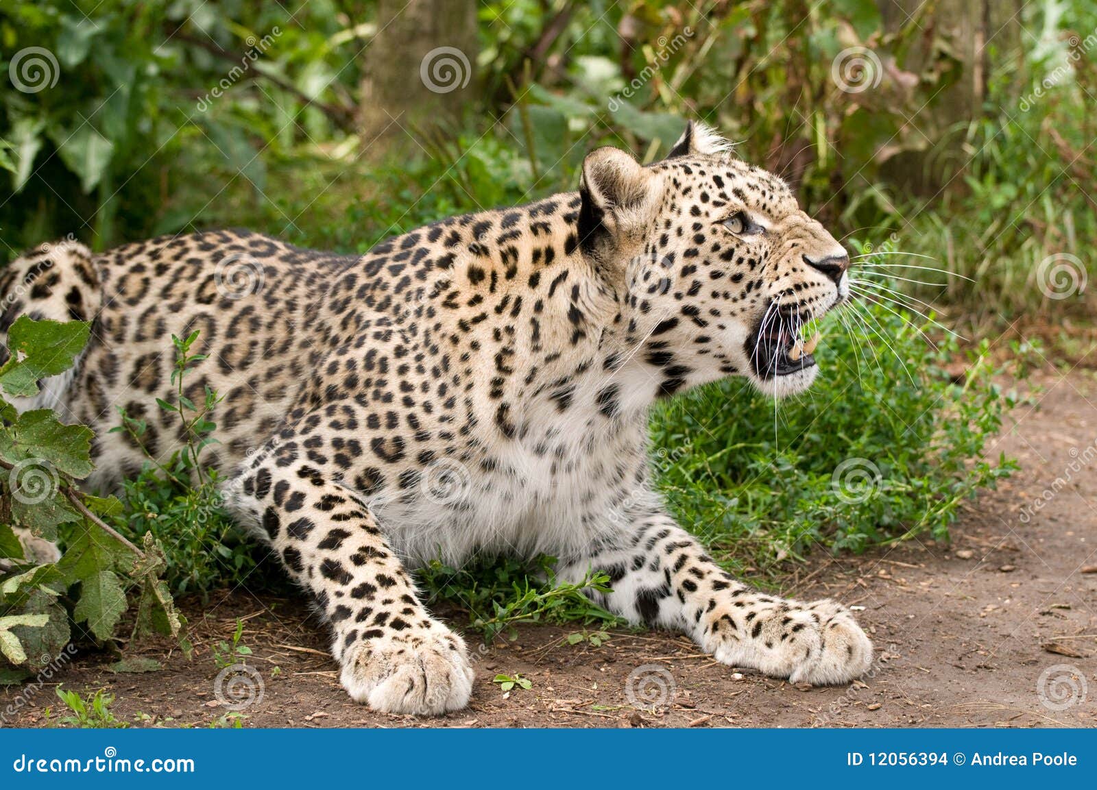 Angry Persian Leopard stock photo. Image of snarling - 12056394