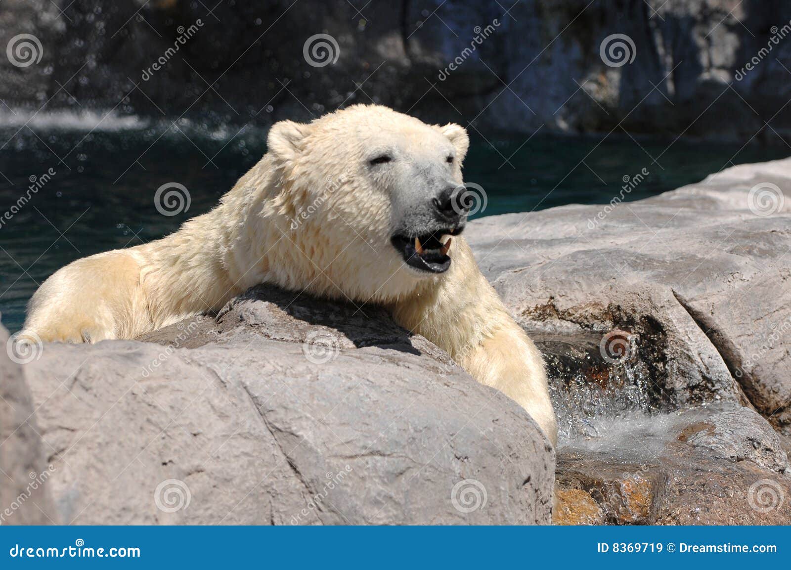 Angry Polar Bear stock image. Image of polar, angry, animal - 8369719