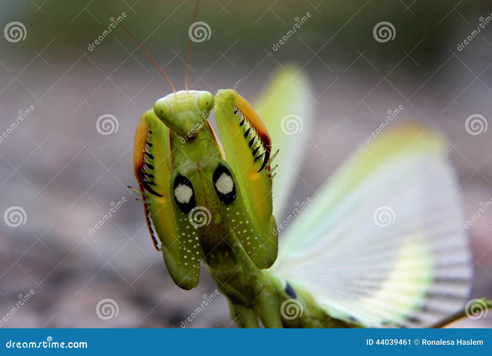 Angry praying mantis stock image. Image of spiked, praying - 44039461