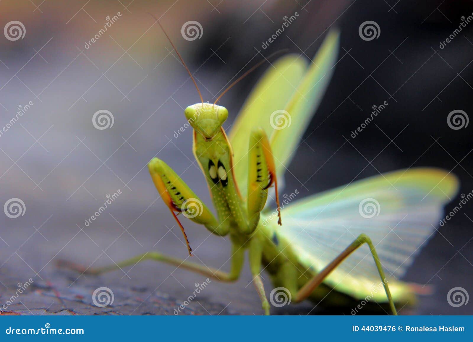 Angry praying mantis stock photo. Image of lucky, spiky - 44039476
