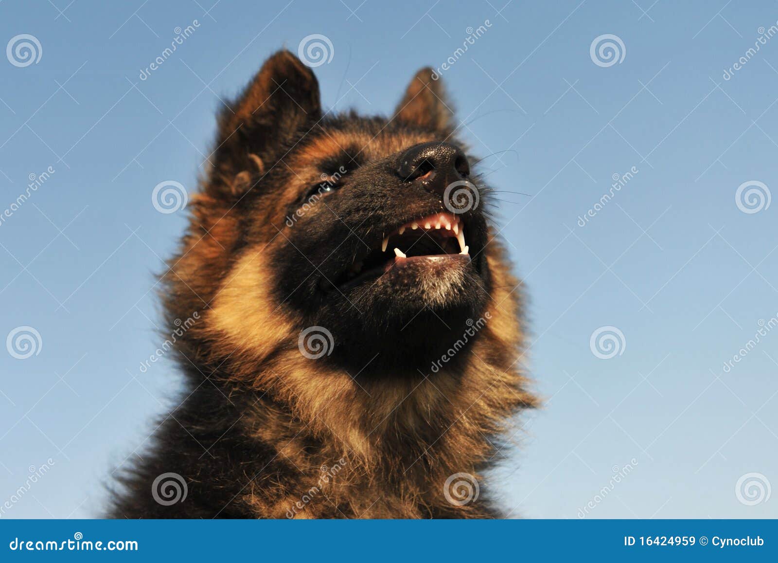 Angry puppy stock image. Image of fear, snarling, purebred - 16424959