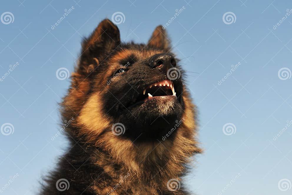 Angry puppy stock image. Image of fear, snarling, purebred - 16424959