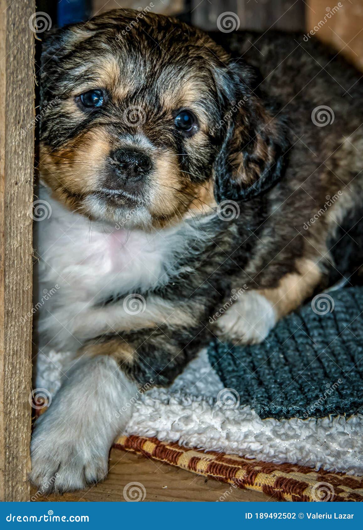 Angry puppy stock photo. Image of animal, nose, terrier - 189492502